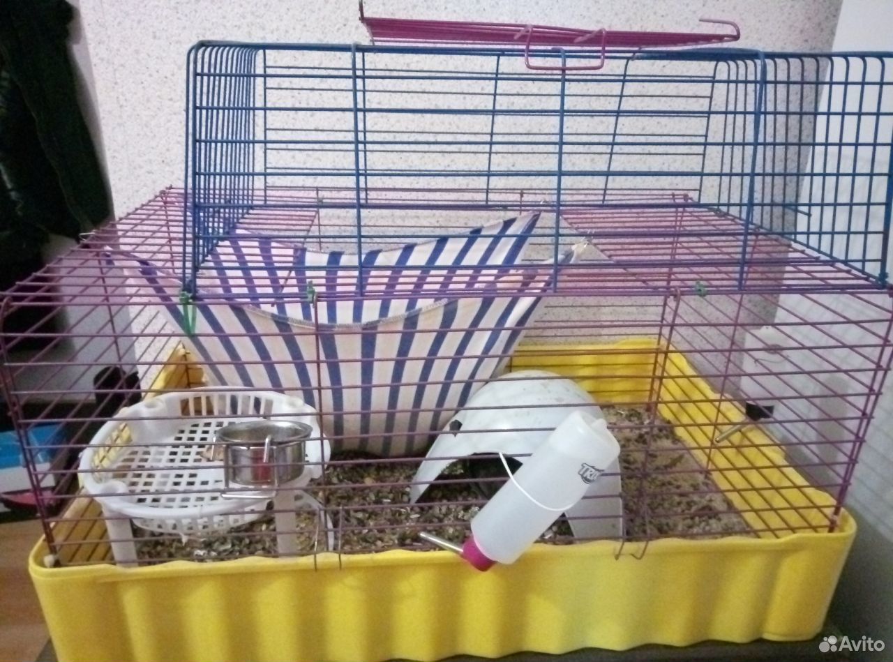 Продам 3-х крыс мальчиков вместе с клеткой