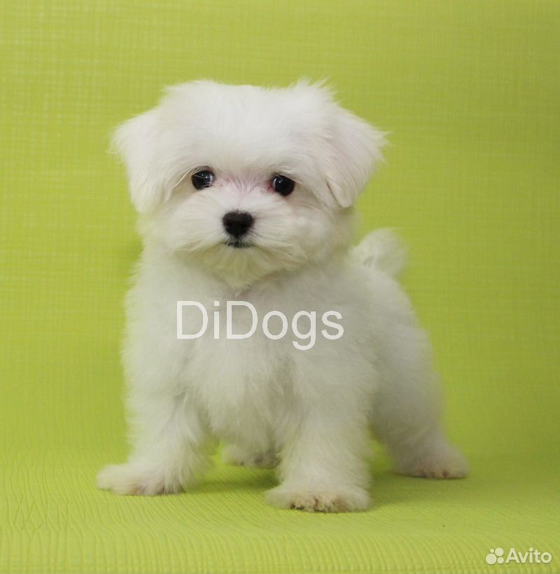 Чудо-детки, беленькие Мальтезики, куколки