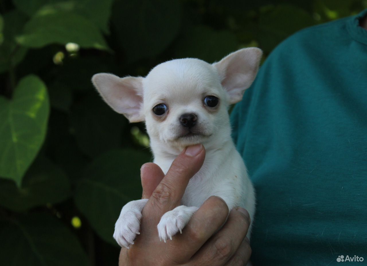 Брутальный мачо