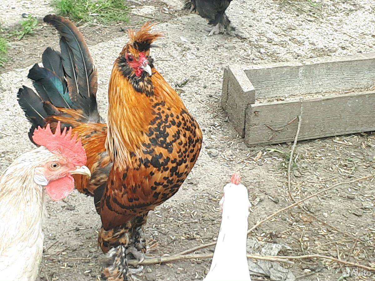 Петушки