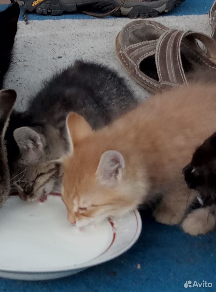 Котёнок рыжий черный серый