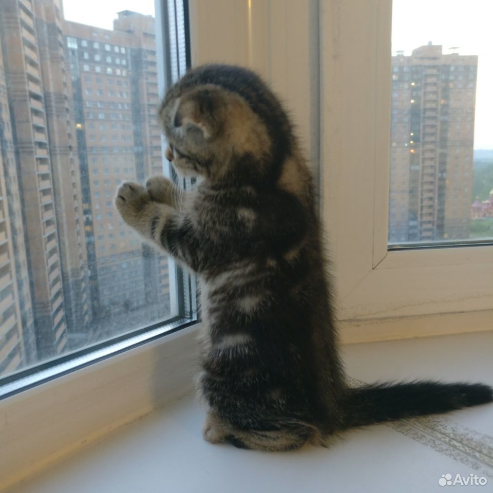 Шотландский котёнок с сердечком