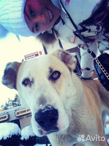 Ищет дом среднеазиатская овчарка Альба