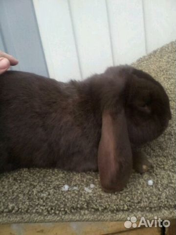 Самки барана шоколад, рексы