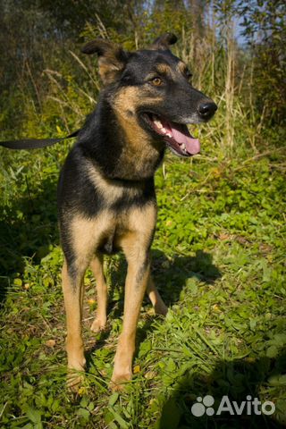 Жук - собака-компаньон ищет дом