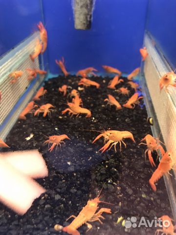 Рак флоридский