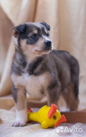 Карапузы щенки ищут семью