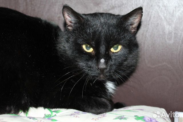 Котик Черныш, 1 год, ищет дом