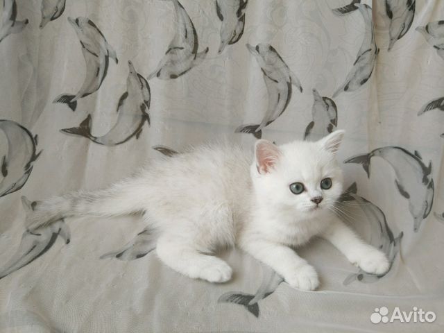 Шотландские девочки шиншиллы