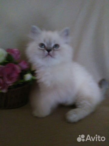 Котики- одуванчики