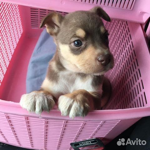 Очень красивые щенки 1.5 месяца