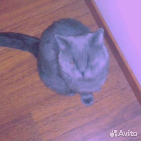 Кошечка Салли