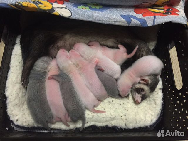 Вязка хорьков