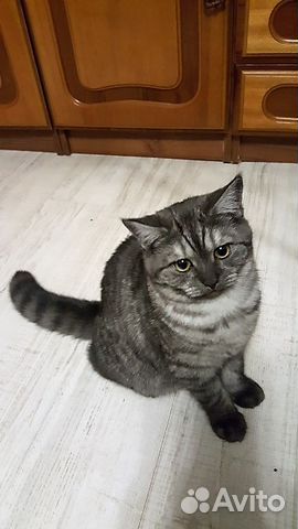 Настоящие британцы редкого окраса