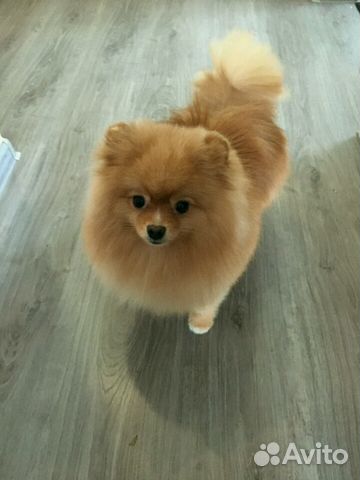 Шпиц,ищем невесту