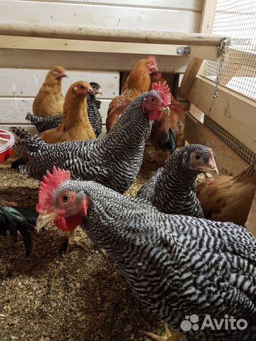 Породная птица и инкубационное яйцо