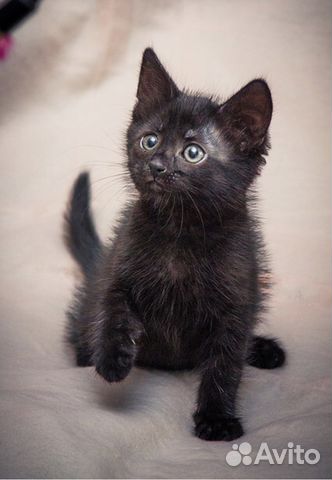 Малышка Буся в добрые руки