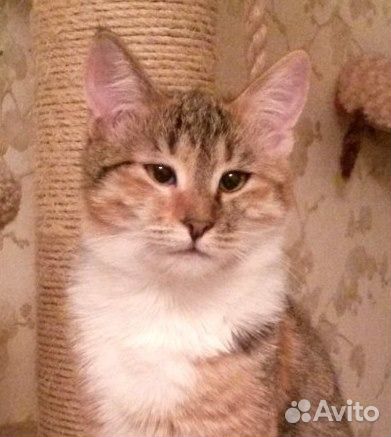 Отдается в добрые руки молоденькая кошечка Косуля