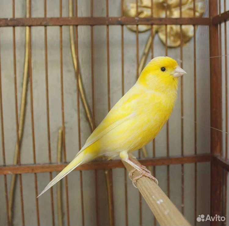 Лимонные кенары 55555