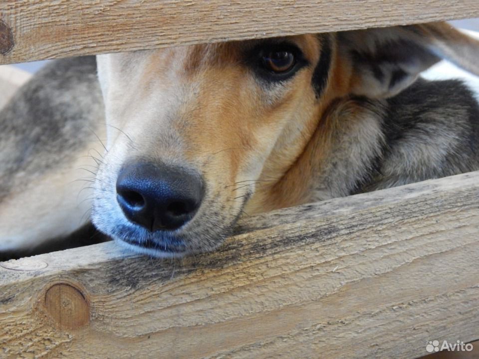 Резвый и активный Бемби ищет дом