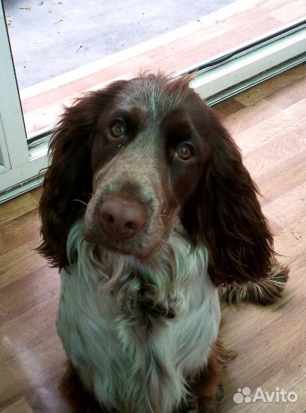 Охотник ищет девочку