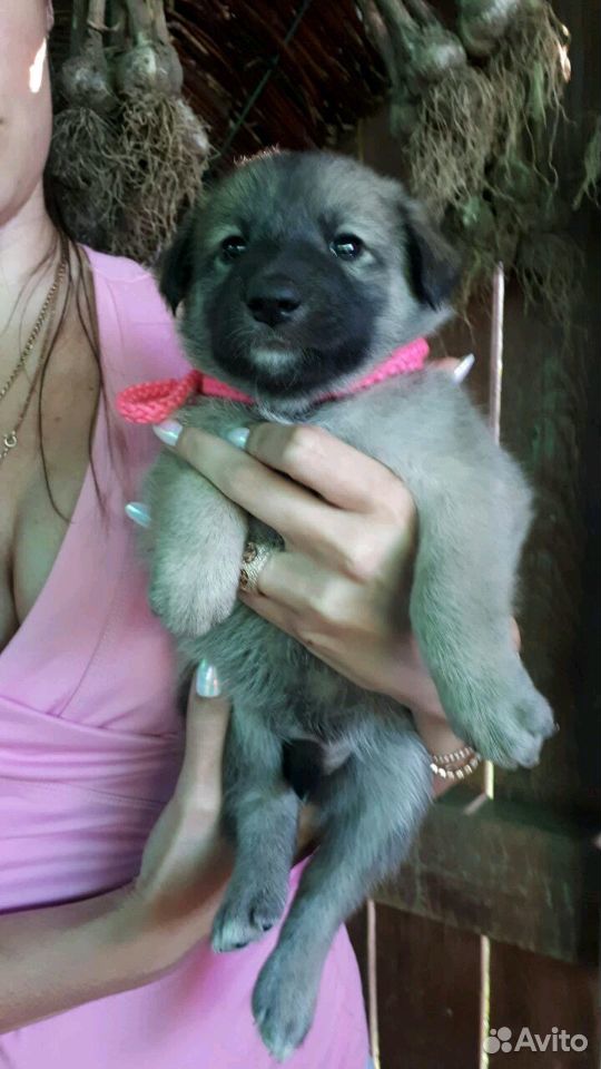 Щенулька с ветпаспортом в дар