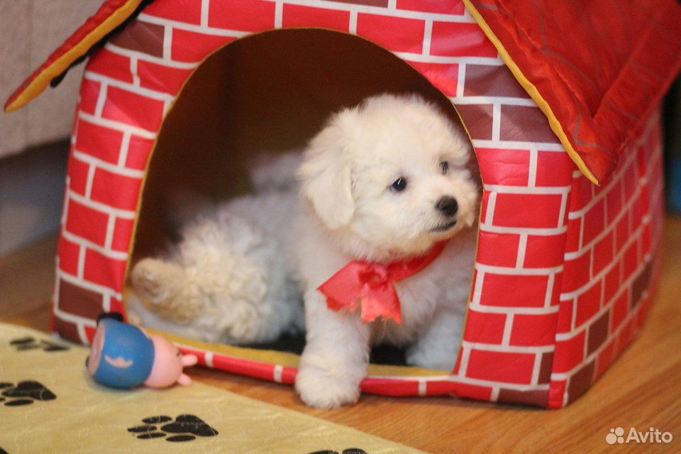 Мини куколка бишон фризе