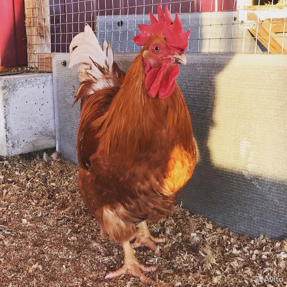 Петухи породы Мини мясные В77
