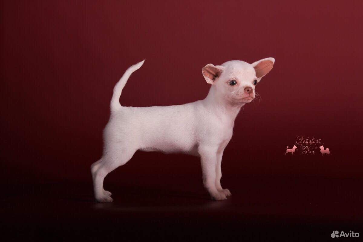 Чихуахуа белая принцесса