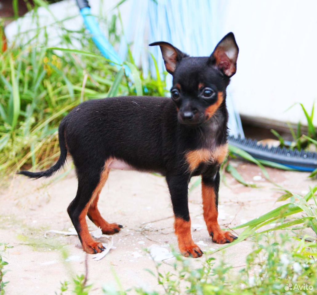 Чёрненькие Тойтерьерчики