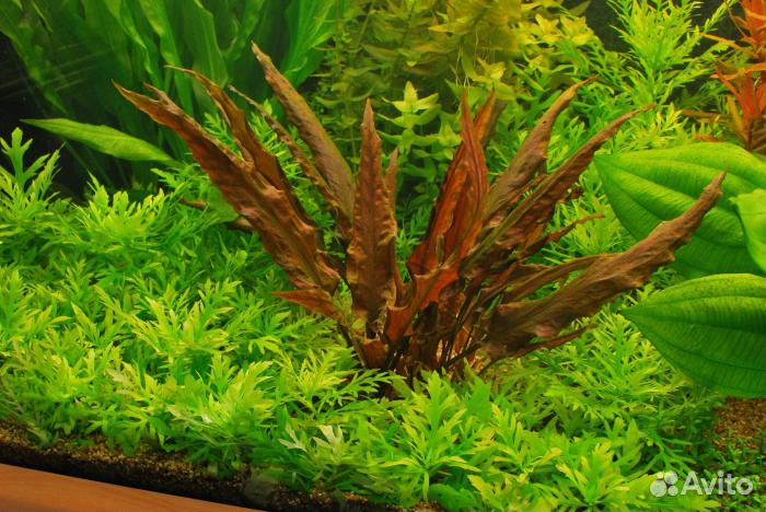 Неприхотливые и полезные растения в аквариум