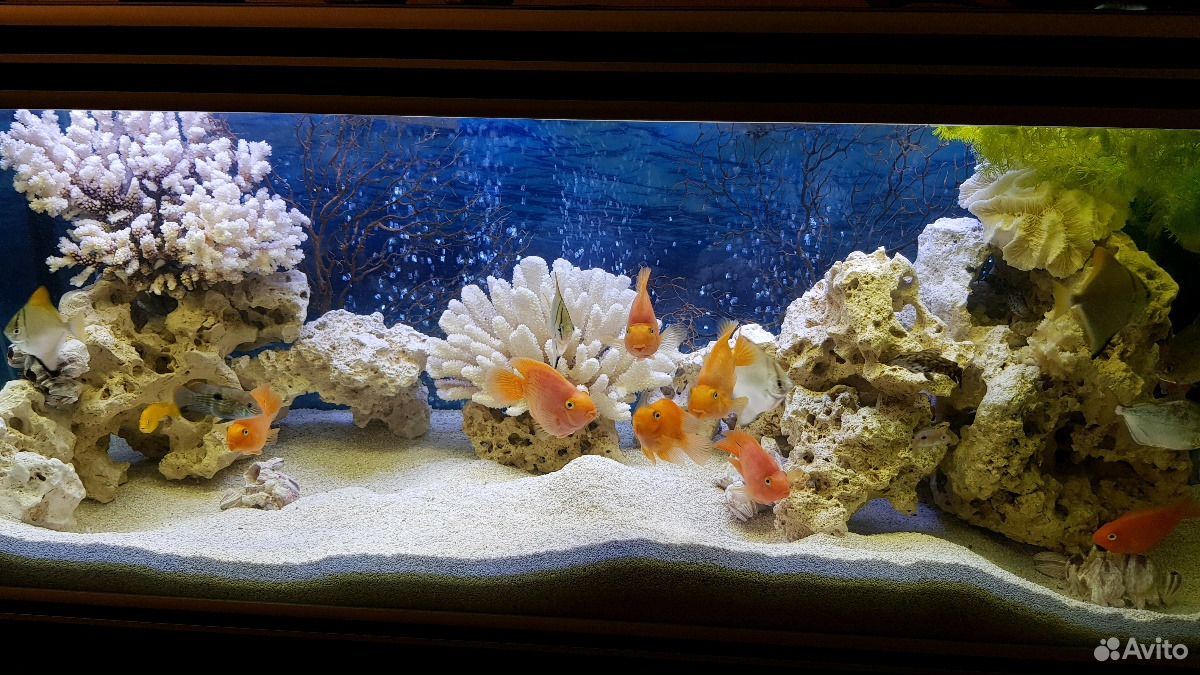 Биодизайн 450л с оборудованием, декором и рыбой