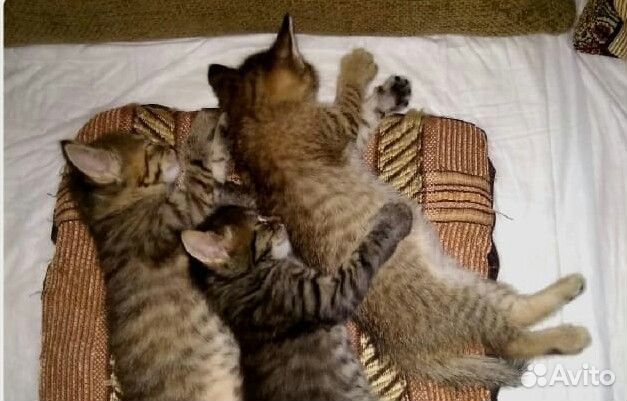 Чудесные малыши в дар