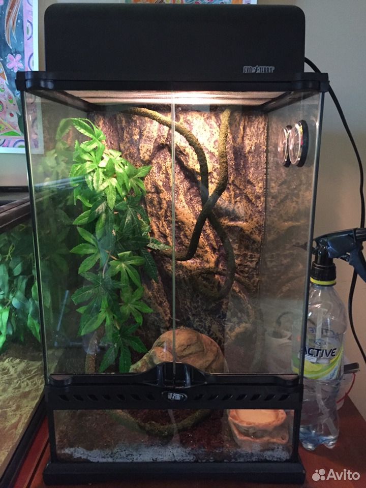 Террариум Exo Terra с Реснитчатым бананоедом