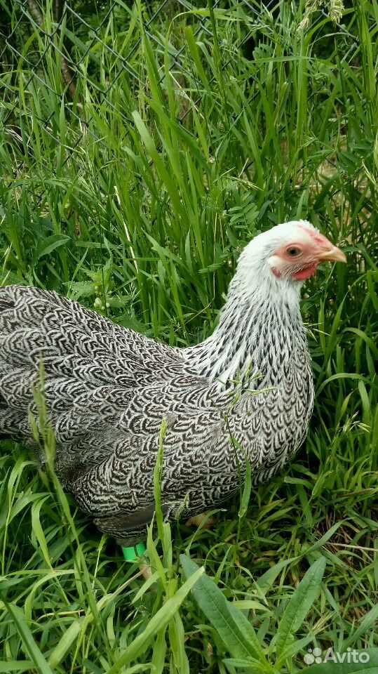 Карликовые виандоты инк, яйцо и цыплята под заказ