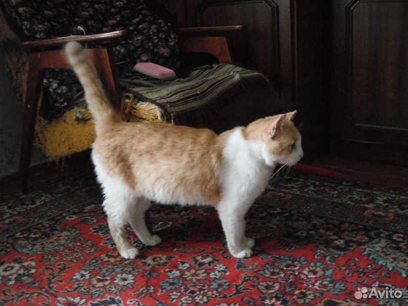Старенький котик ищет дом