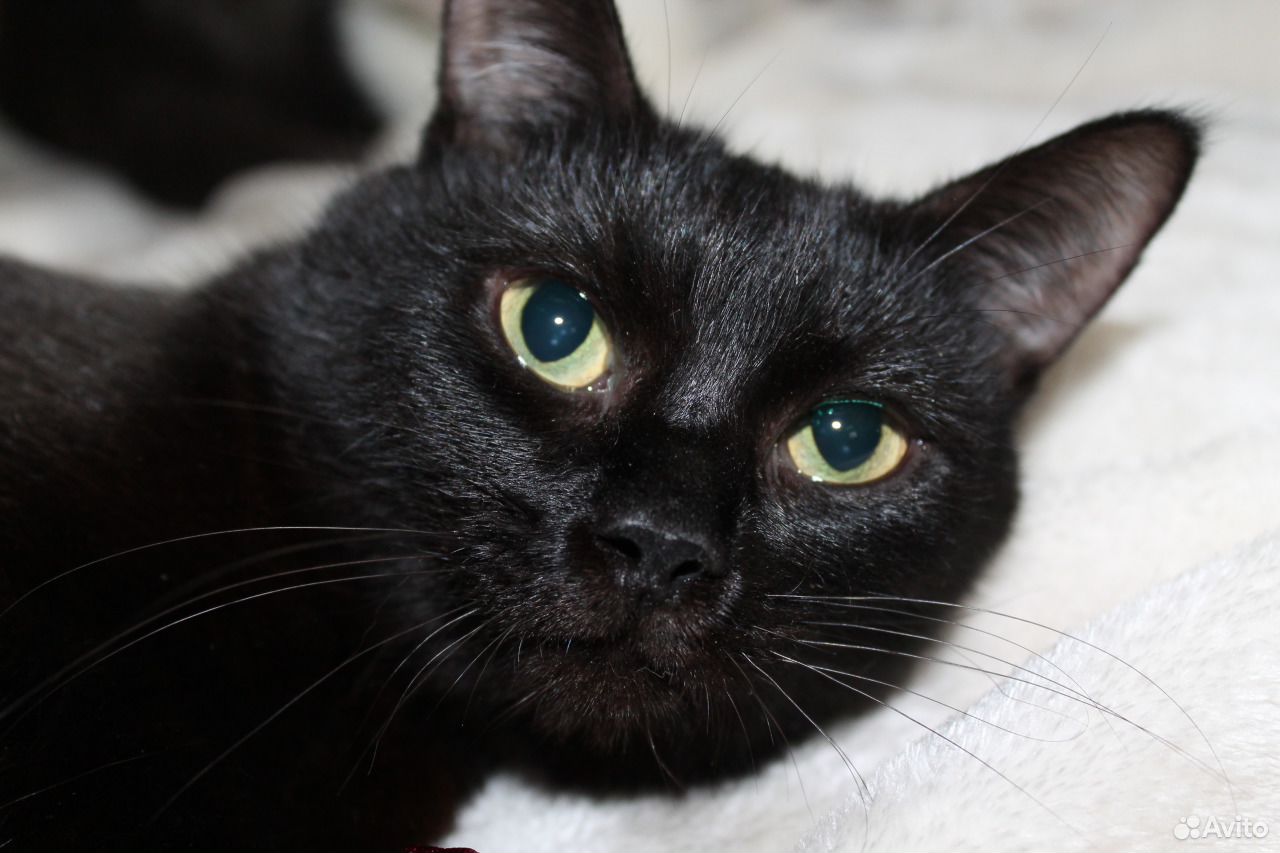 Чёрная кошка