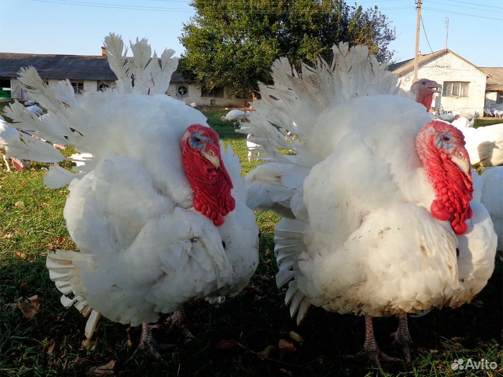 Суточные гусята и индюшата в Джанкое