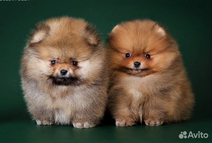 Мини Рыжики