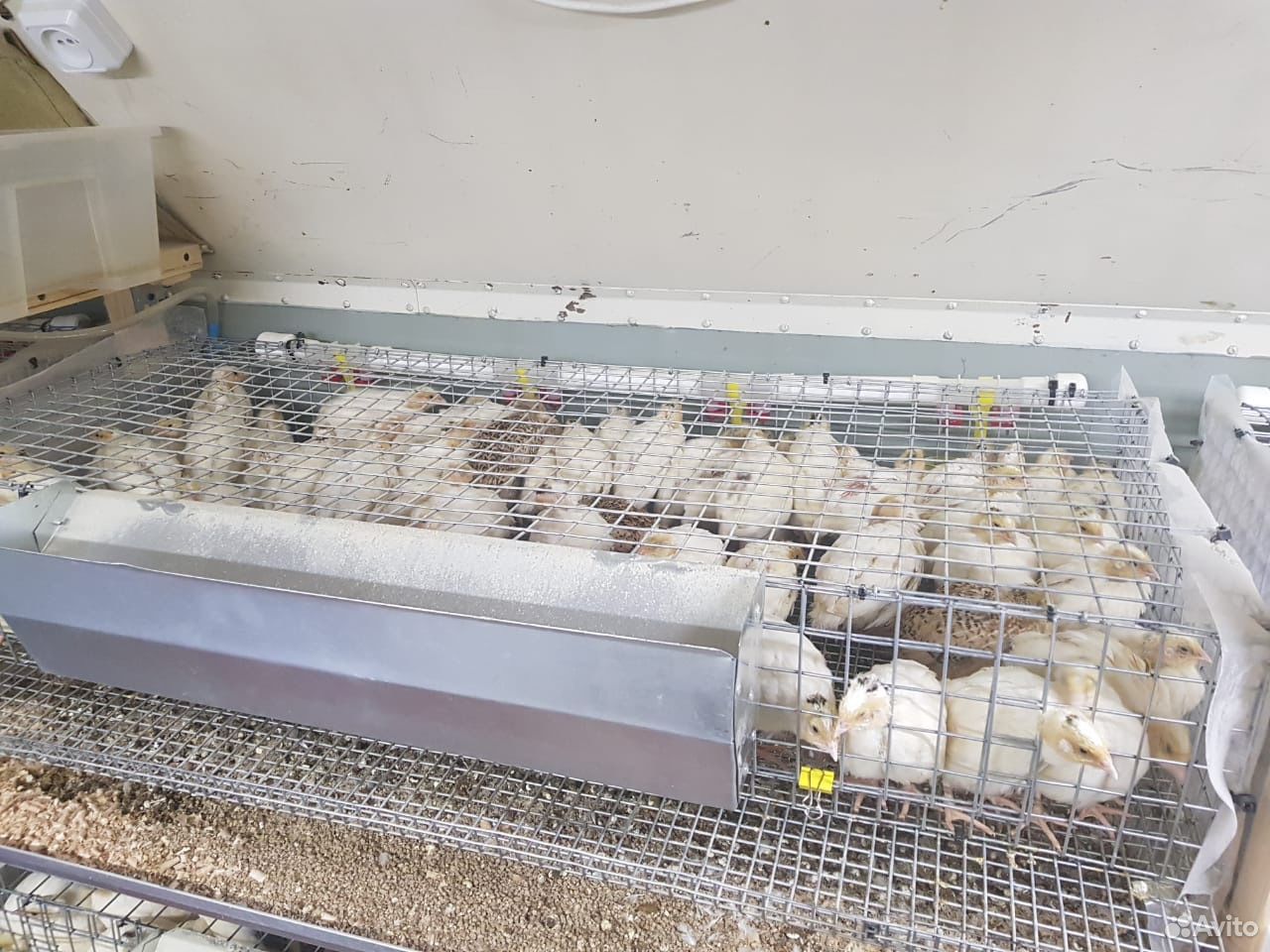 Птенцы перепелов