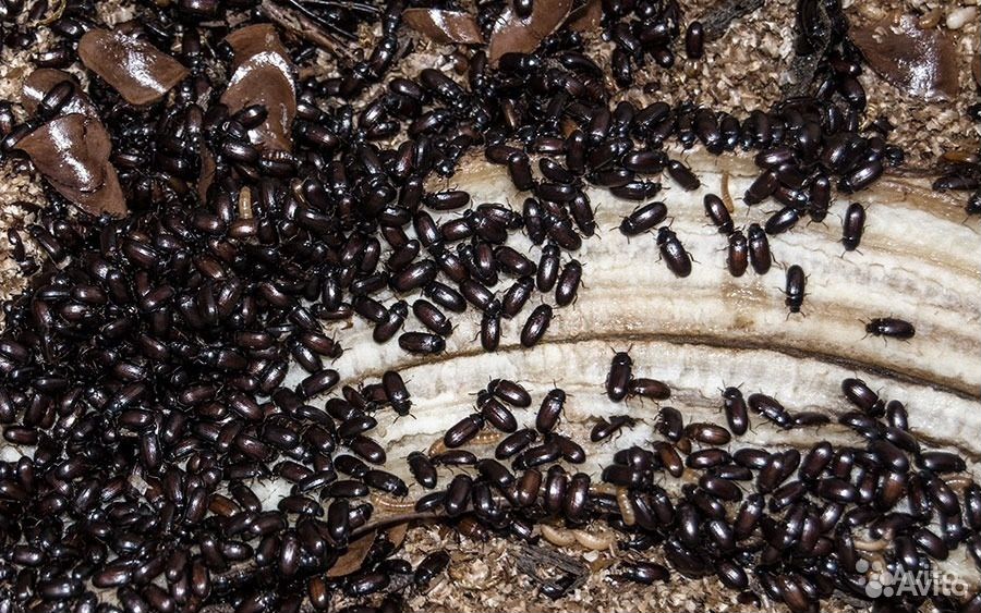 Жук Знахарь (Чернотелка)