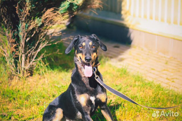 Стройная девочка Черри в добрые руки