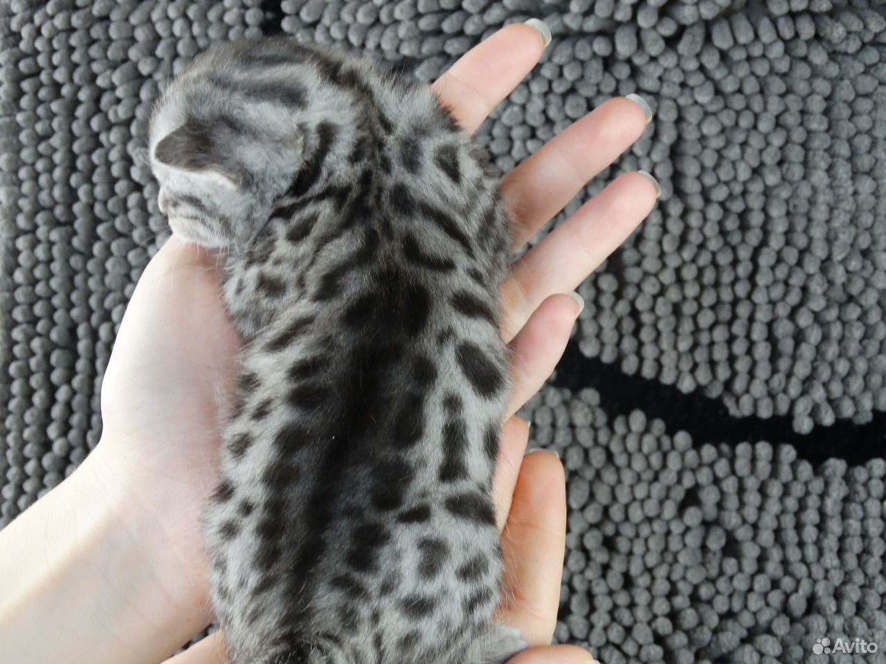 Бенгальские котята классического и редких окрасов