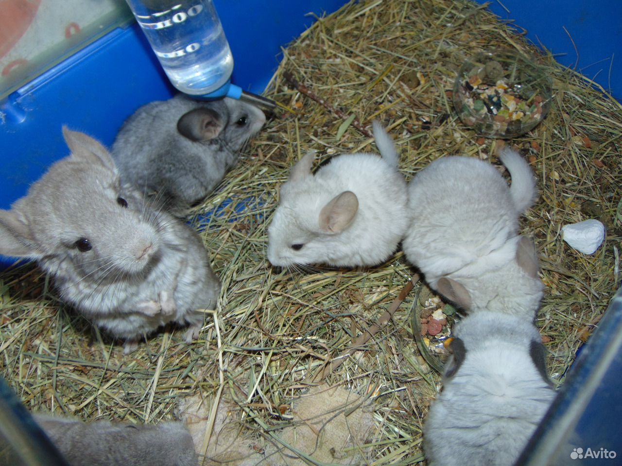 Разноцветные шиншиллы