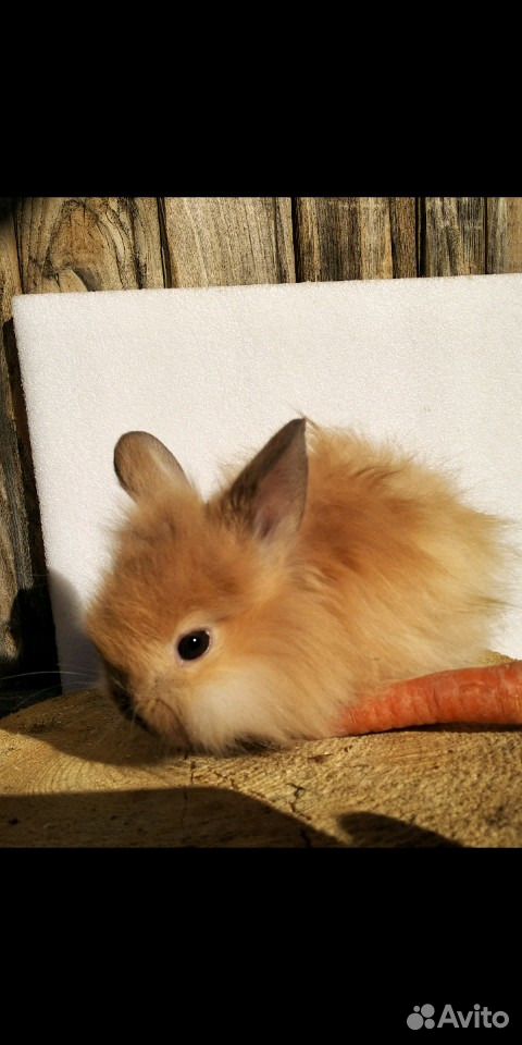 Мини,карлики и декор кролики с паспортом, клеткой