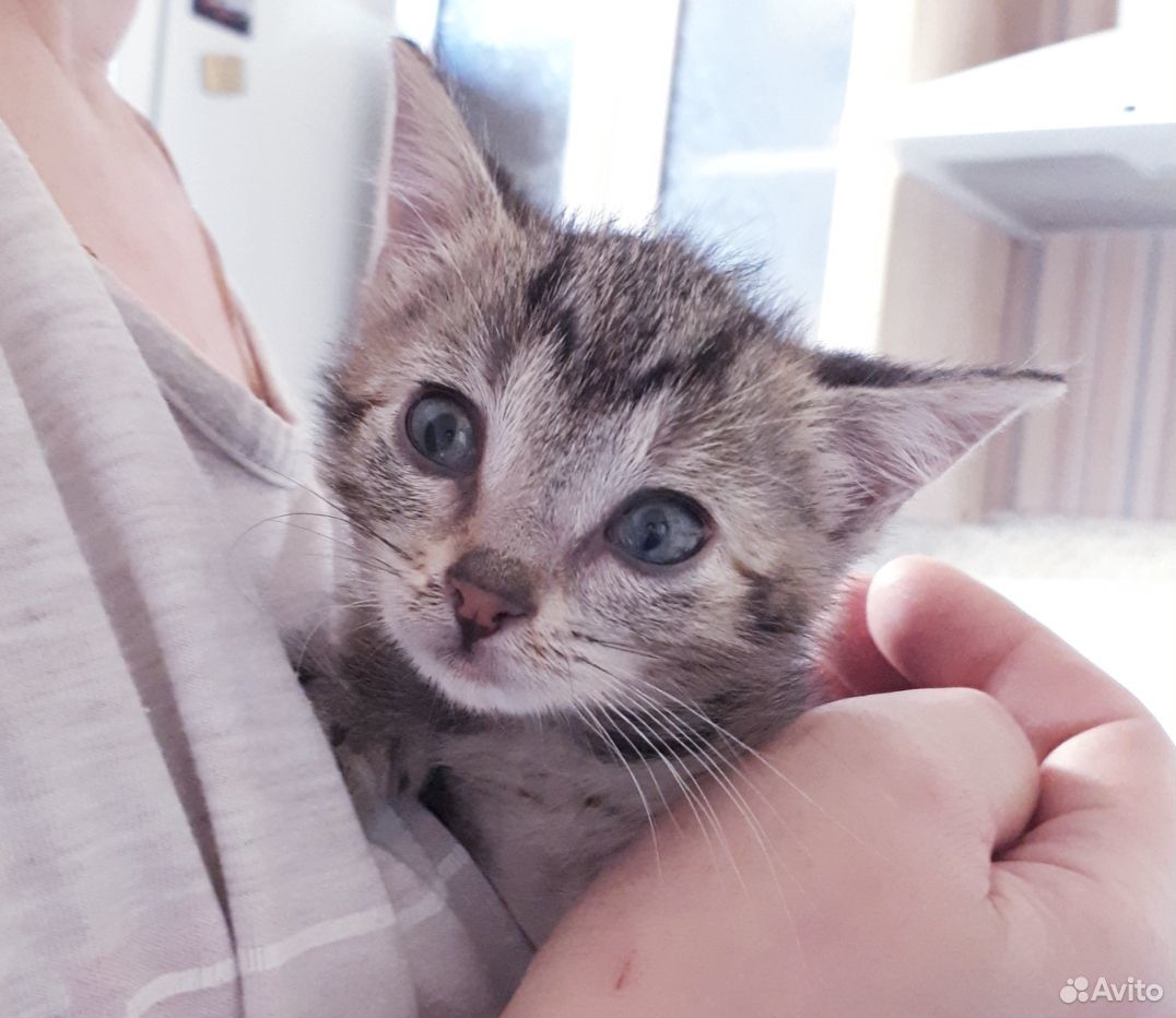 Малыши котята