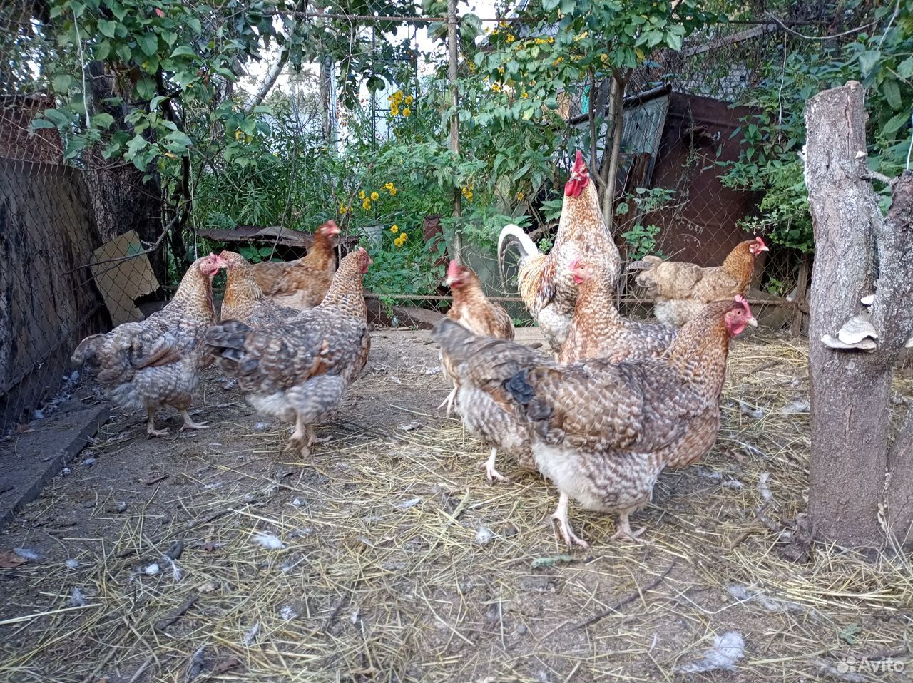 Куры породы Билефельдер