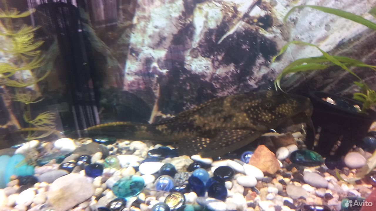 Парчовый сом и сом кукушка