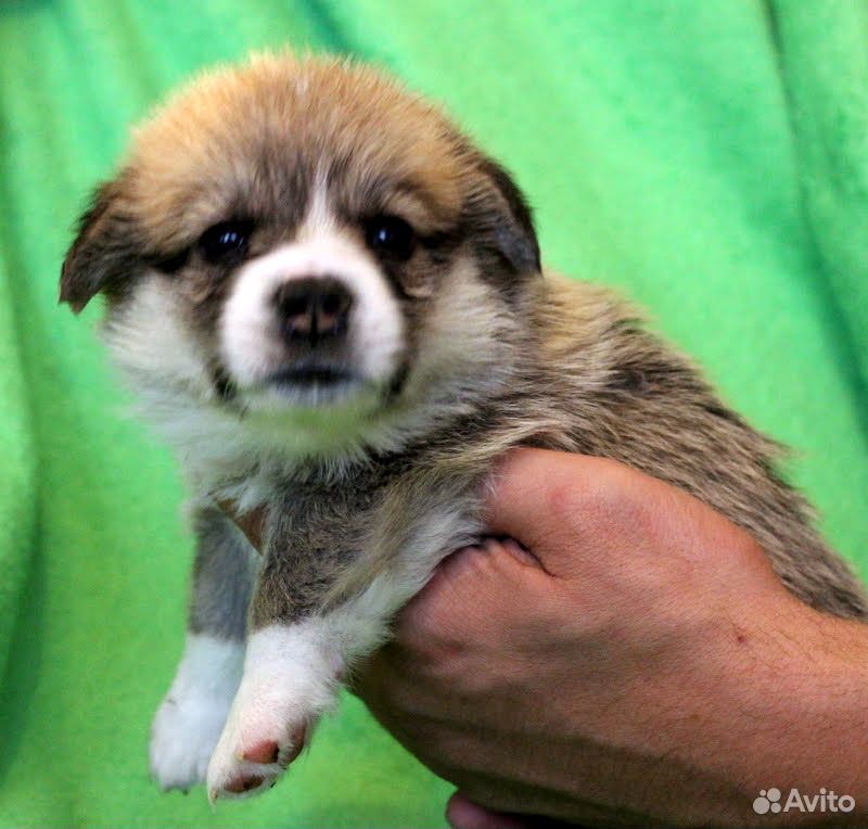 Вельш корги пемброк щеночки под резерв