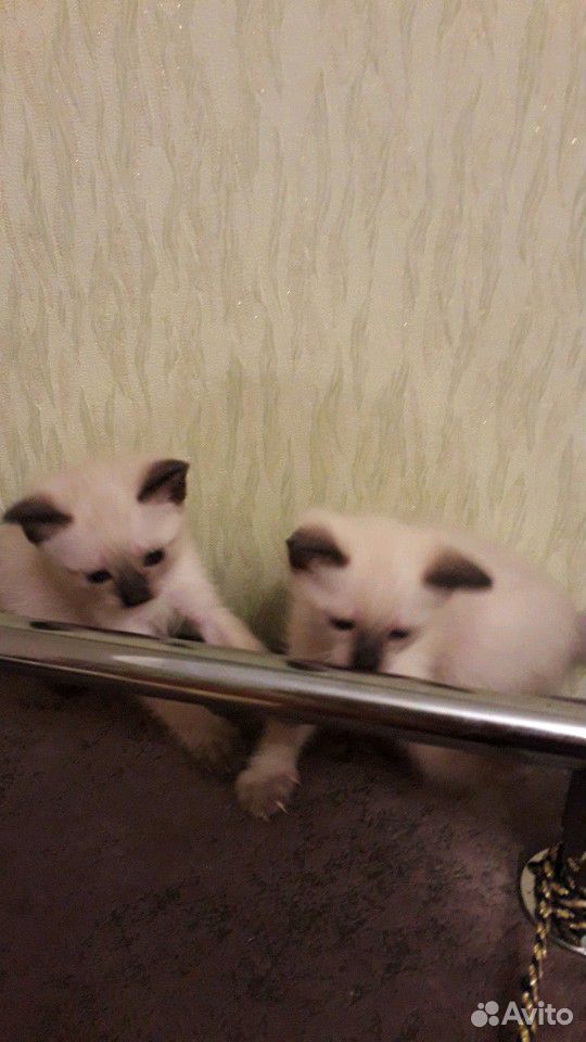 Домашние сиамские котята(1,5 месяца девочки)